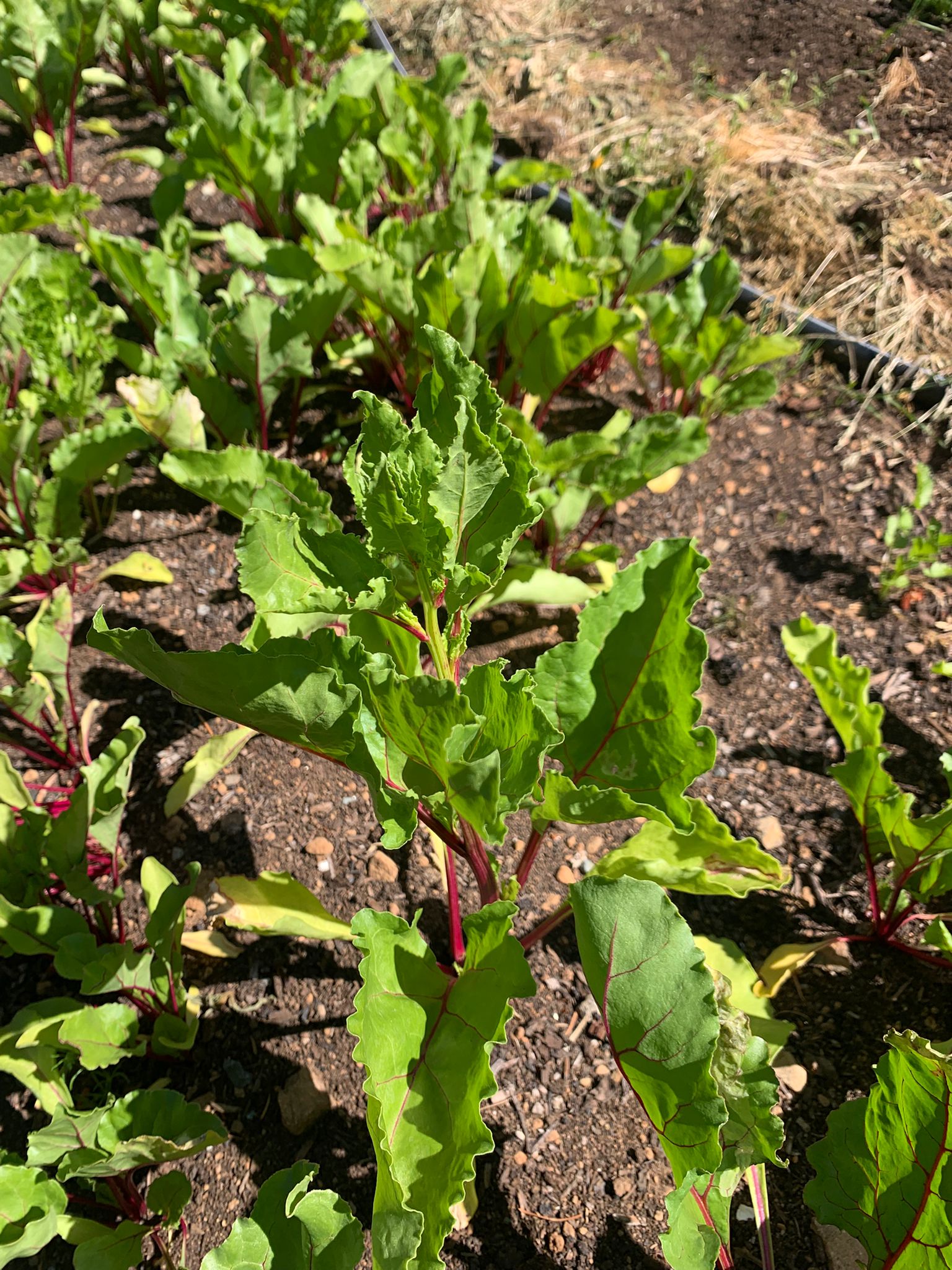 Sora Farm Newsletter-Vol.88 – Sora Farm