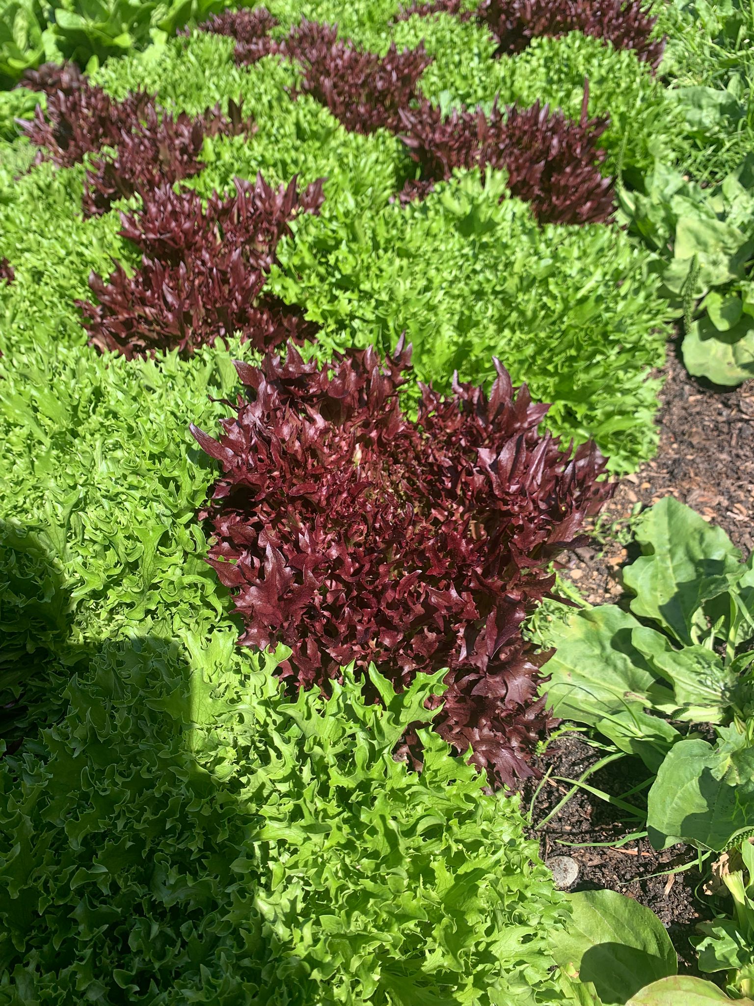 Sora Farm Newsletter-Vol.90 – Sora Farm